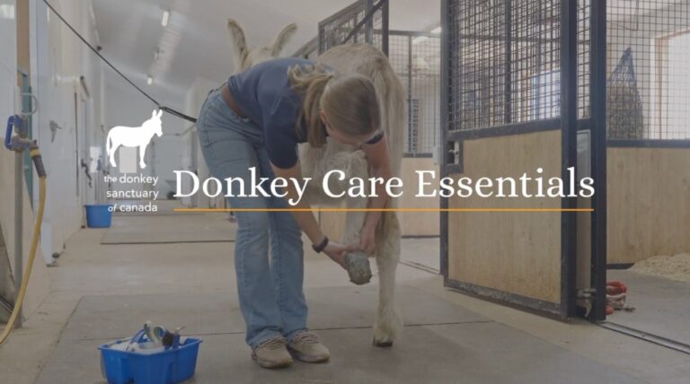 Launching the Virtual Learning Centre: Your New Destination for Donkey ...